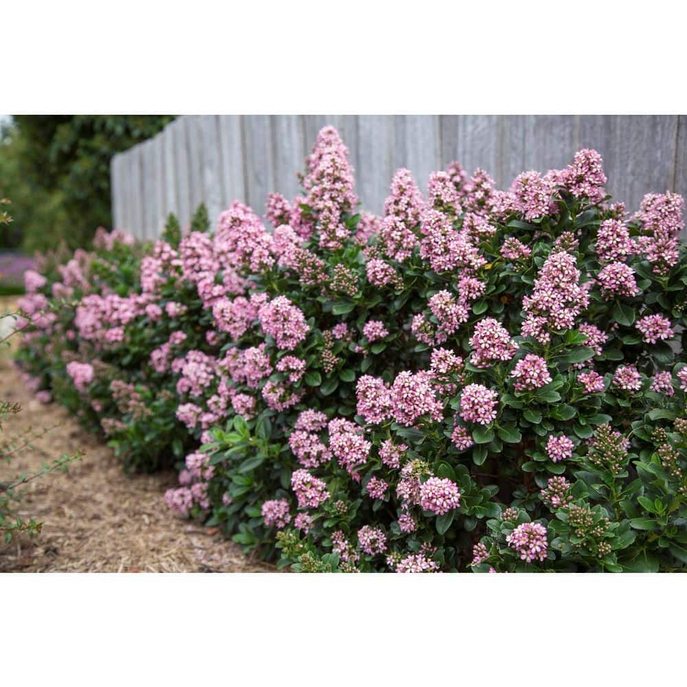 Online Orchards 1 gal. Pink Princess Escallonia Shrub with Dense Habit ...