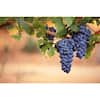 BELL NURSERY 3 Gal. Valiant Grape Live Fruiting Vine Plant Blue Fruits ...