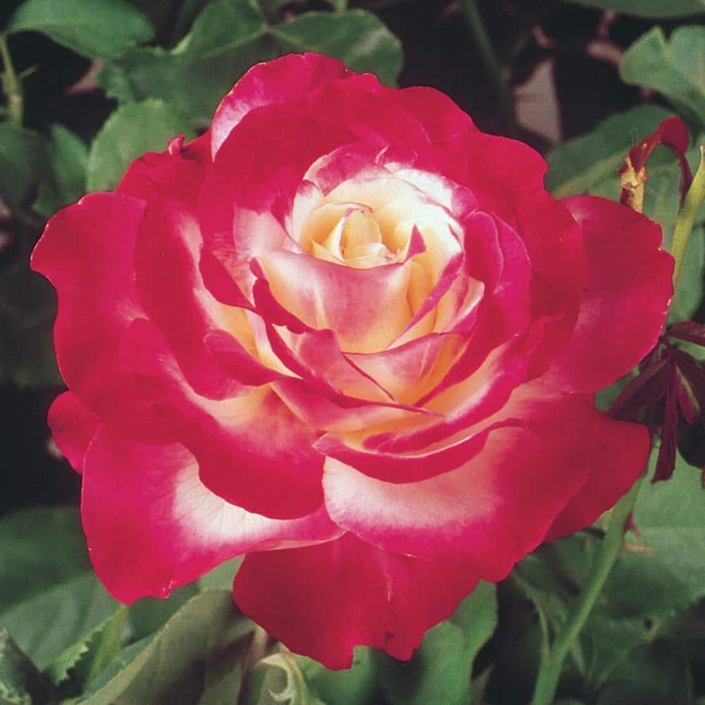 Have a question about DIRECT GARDENING Double Delight Hybrid Tea Rose ...