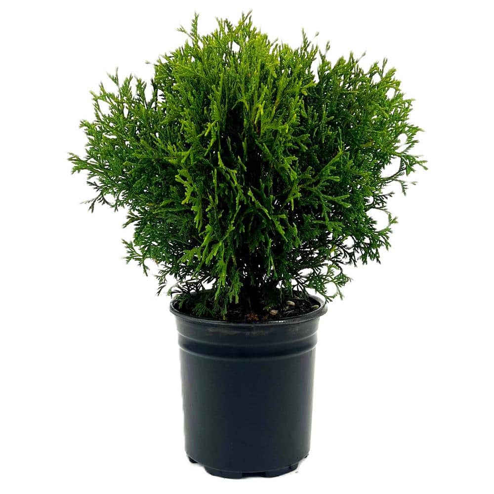 2.5 QT Little Giant Dwarf Arborvitae (Thuja o. 'Little Giant ...