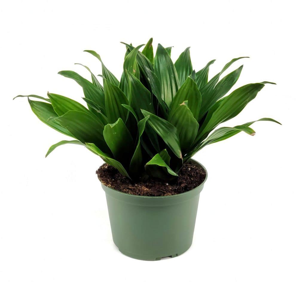 national PLANT NETWORK 6 in. Dracaena Janet Craig Compacta Plant in ...