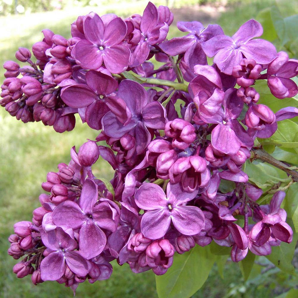 DIRECT GARDENING 3 Gal. Pot, Agincourt Beauty Lilac Potted Flowering ...