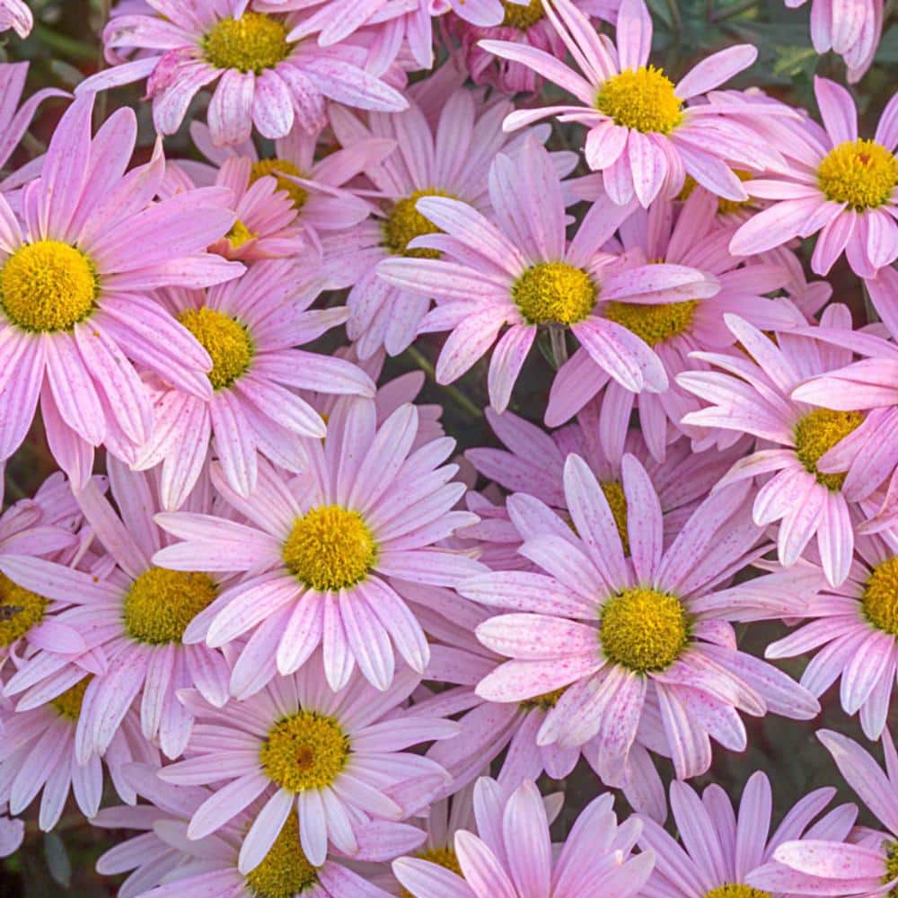 Direct Gardening Pink Daisy Mammonth Mum Dormant Bare Root Perennial ...