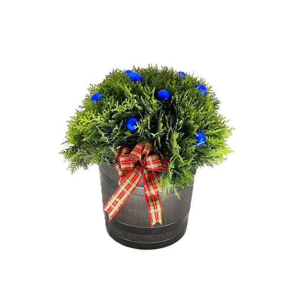 11 in. Holiday Danica Globe Arborvitae Live Shrub in Black Decorative ...