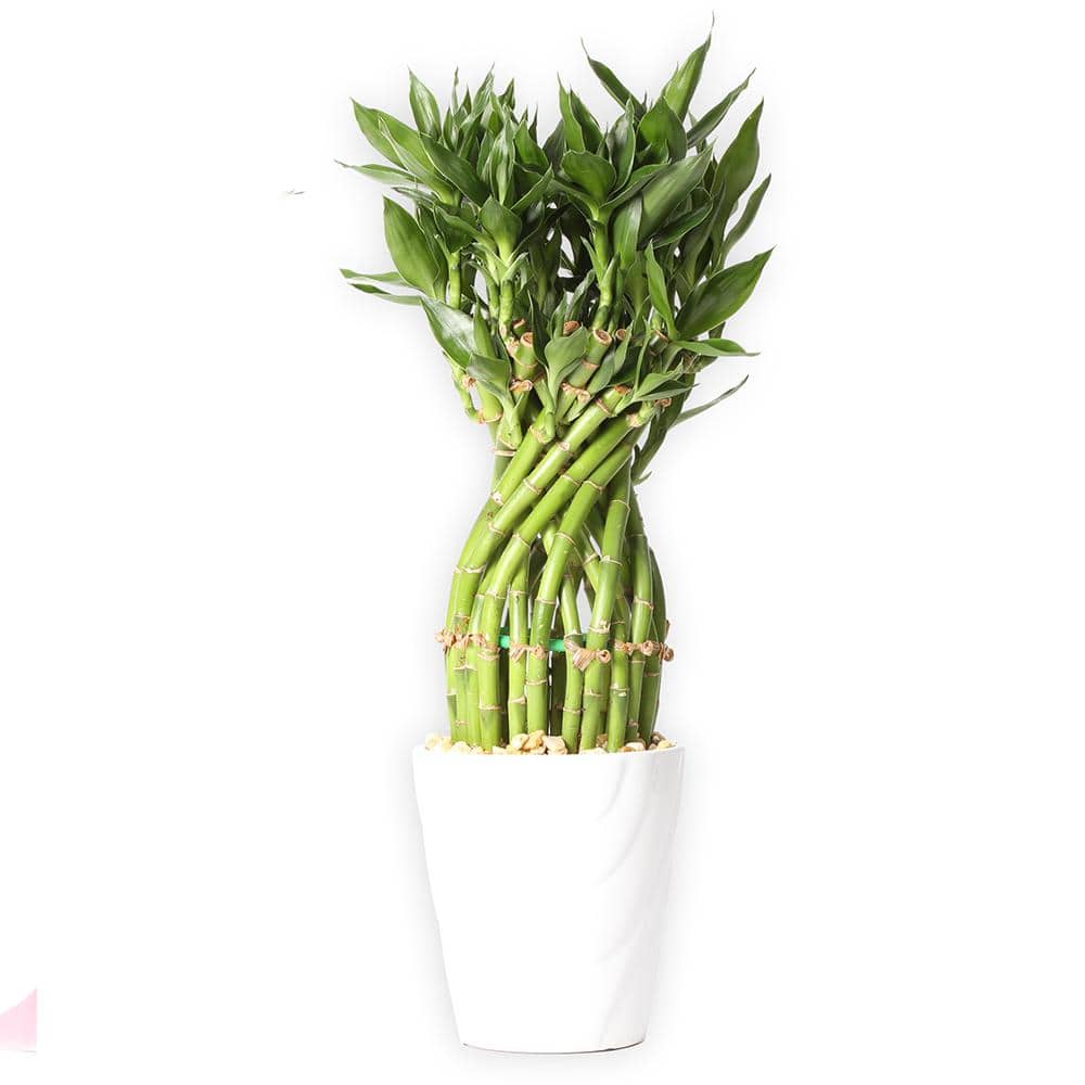Costa Farms Large Lucky Bamboo Asst Plant in Deco Pot 3.00QLUCASRTSAM ...