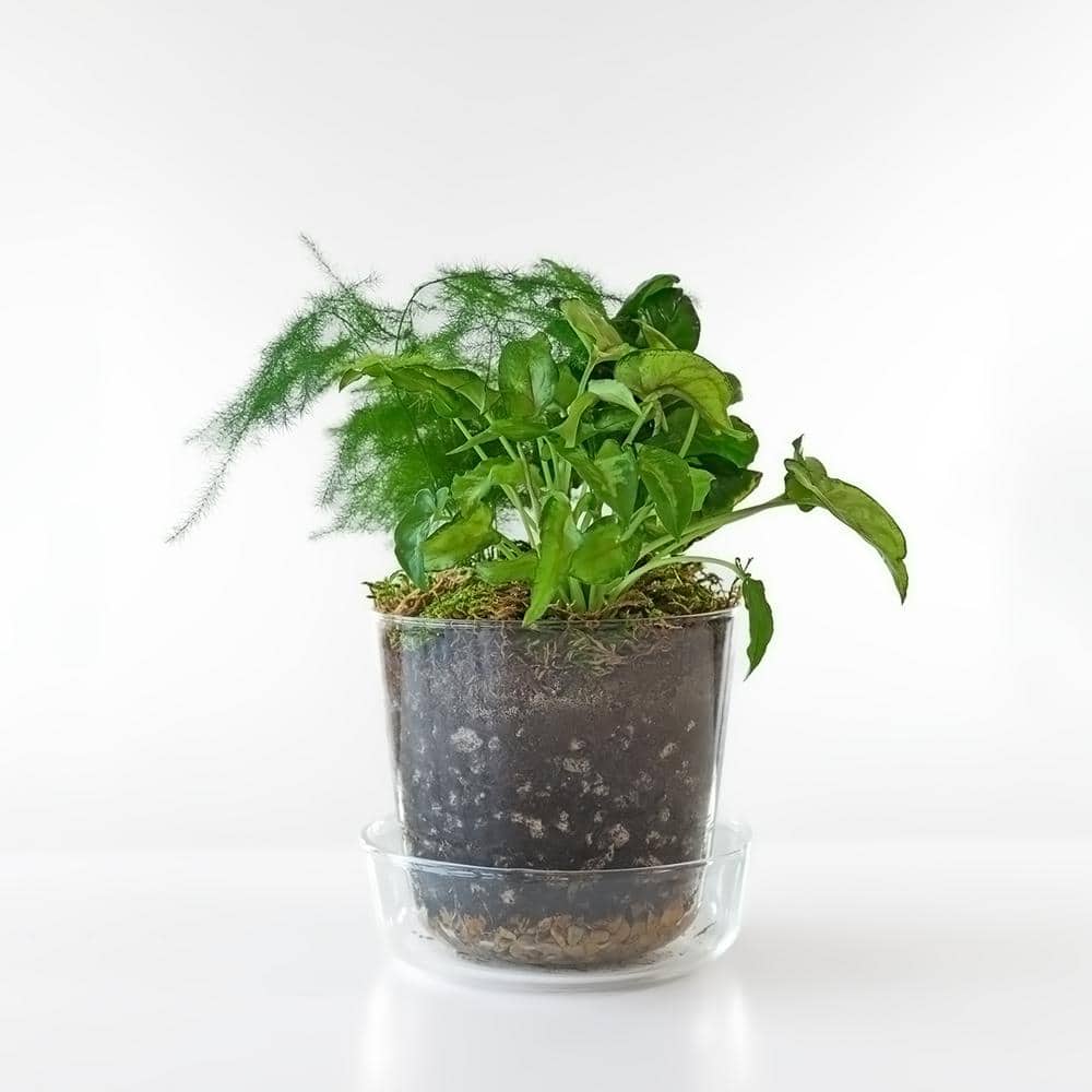 GARDENUITY Terrarium Garden Kit with 3 Indoor Tropical Plants in Desktop Glass Planter DG-004T-K ...