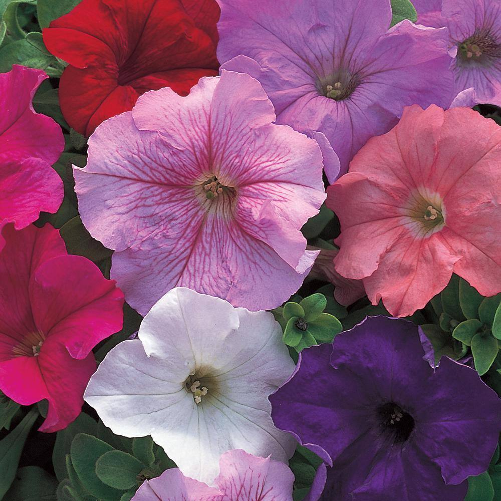 Super Petunia Madness Total Mix Plant (6-Pack) 1006310988 - The Home Depot