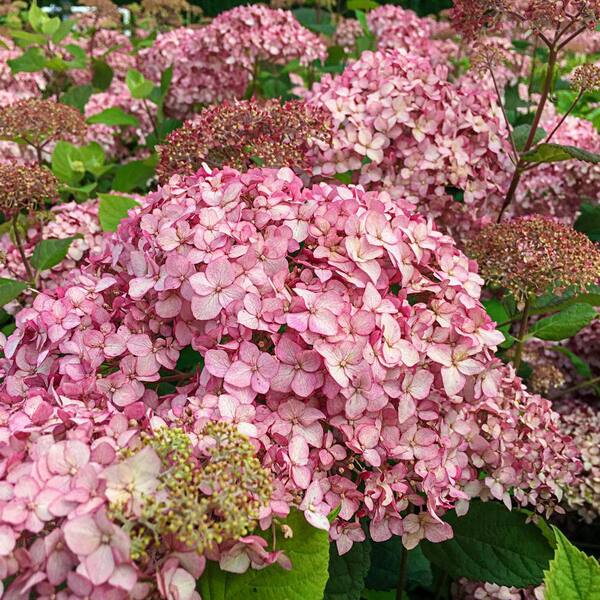 Spring Hill Nurseries 2 Gal. Pot Pinkerella Hydrangea Deciduous ...
