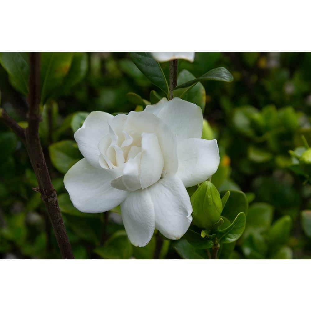Vigoro 2 Gal. Echo Swan Queen Gardenia, Live Evergreen Shrub, White ...