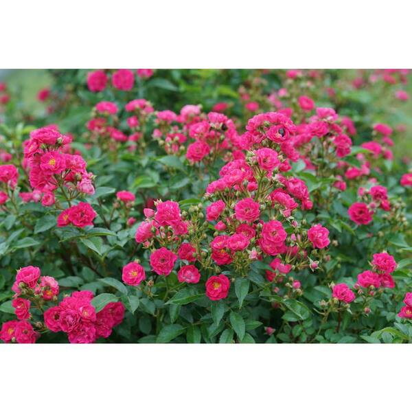 PROVEN WINNERS 4.5 in. Quart Oso Easy Peasy Rose Landscape Rose (Rosa ...