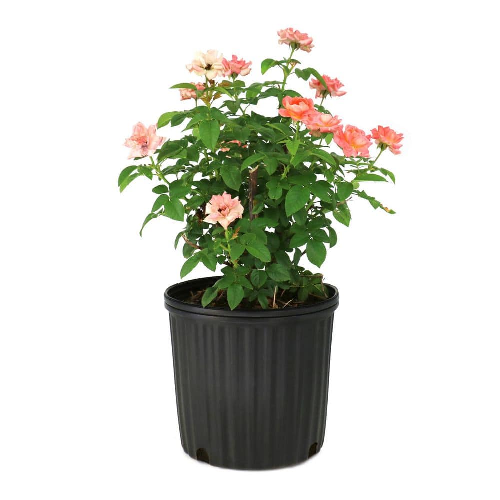 KNOCK OUT 2 Gal. Rose Knockout Orange Glow Shrub with Orange Flowers ...