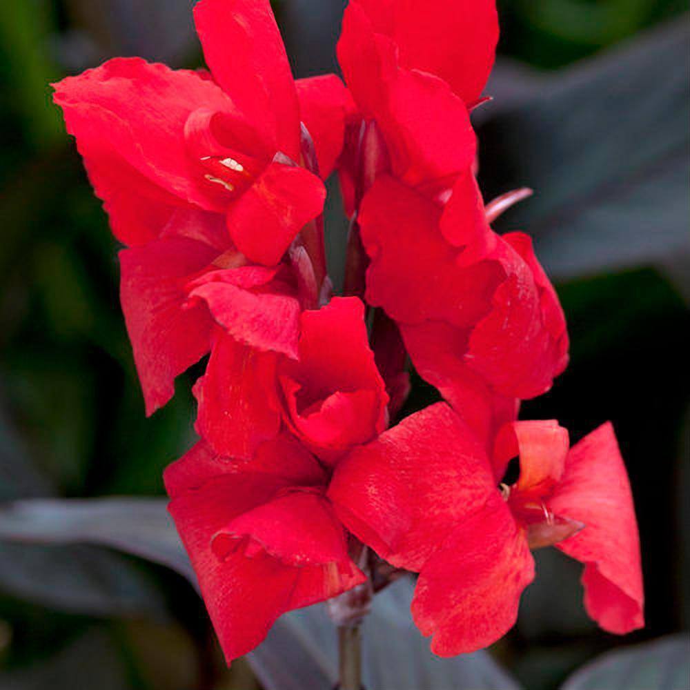 ALTMAN PLANTS 1.5 Gal. (5.67 l) Cp Kreta Red Canna Lily Plant with Red ...