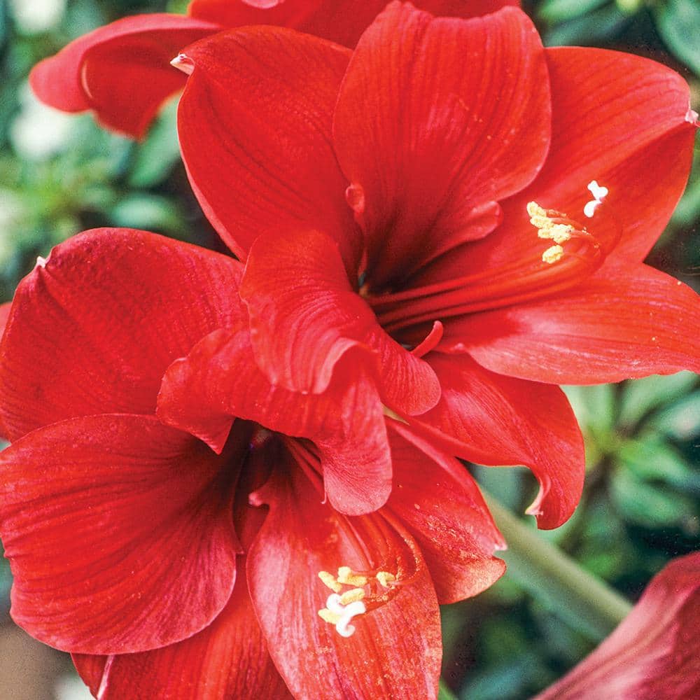 Amaryllis Red Lion Holiday Plant 1012348933 - The Home Depot