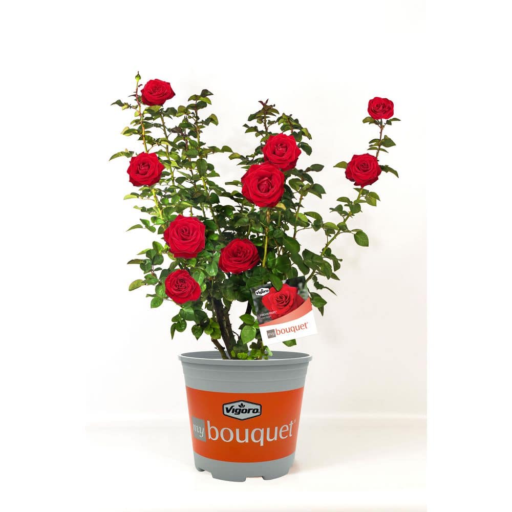 Vigoro 2 Gal. Forever Yours Rose with Red Flowers 17521 - The Home Depot