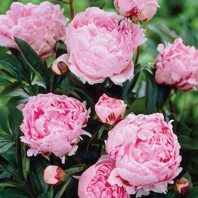Peony Flower Bulbs The Home Depot