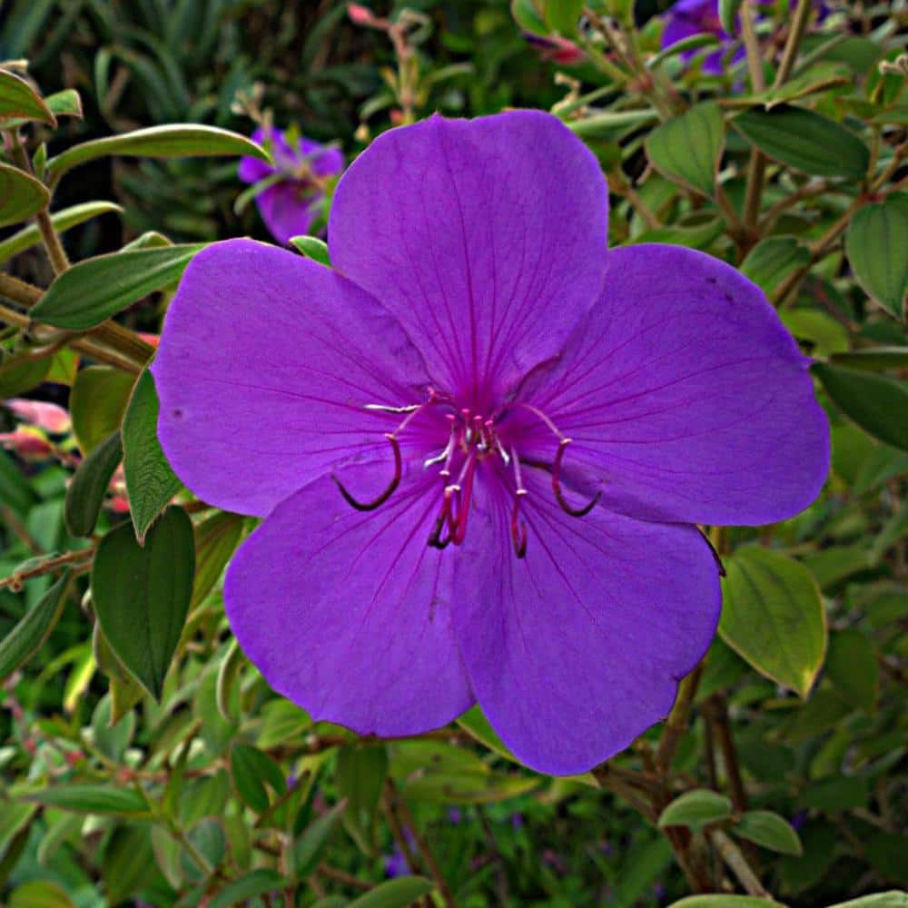 Wekiva Foliage Tibouchina Tree-Purple Glory Tree-Live Plant in a 10 ...