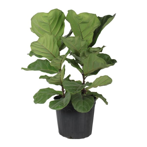 BELL NURSERY 2 Gal. Lyrata Bush Plant in 10 in. Nursery Pot 1004385445 ...