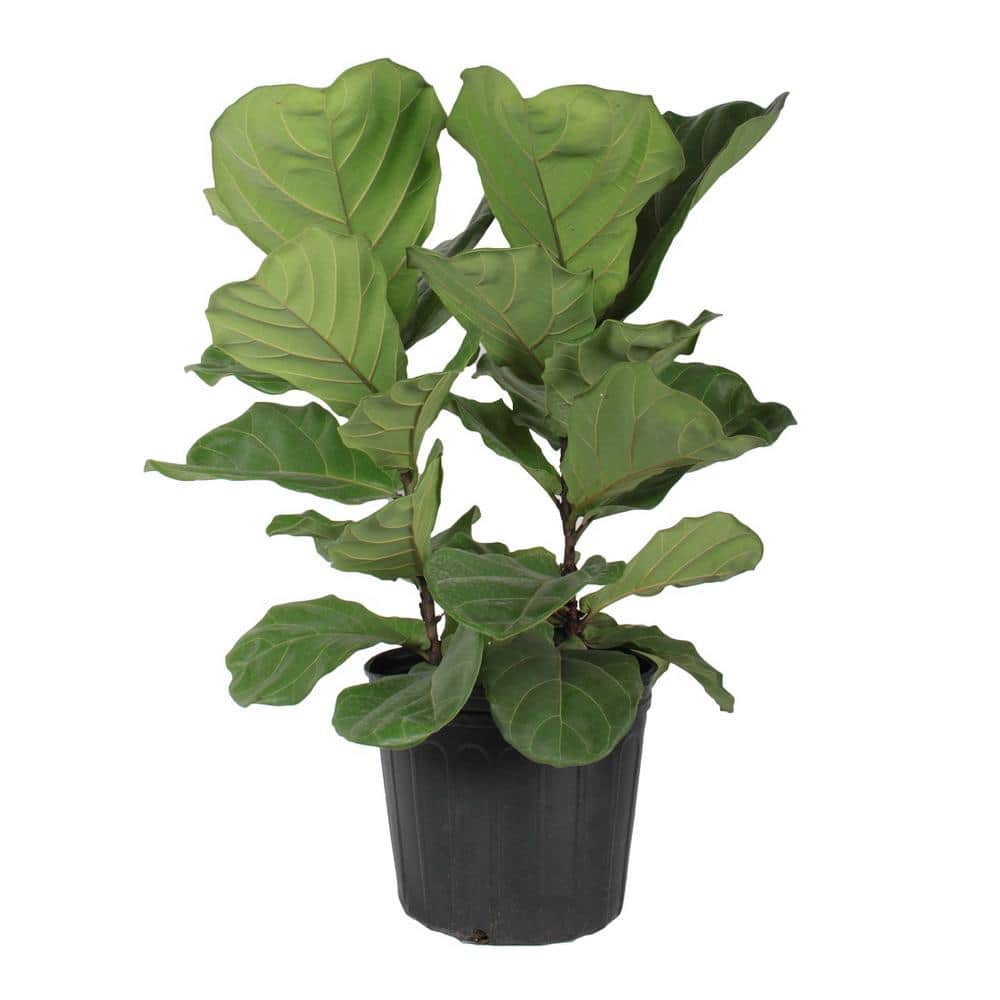 BELL NURSERY Lyrata Plant in 10 in. Paradise Pot 1004385449 - The Home ...