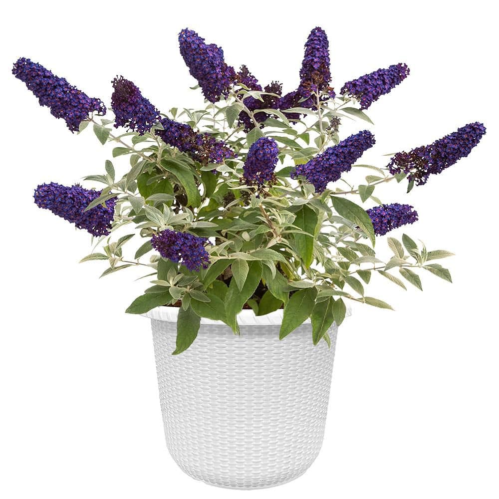 PROVEN WINNERS 2 Gal. Pugster Blue Buddleia "Butterfly Bush" Shrub with ...