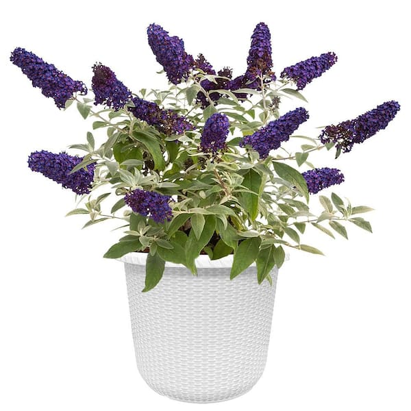 PROVEN WINNERS 2 Gal. Pugster Blue Buddleia "Butterfly Bush" Shrub with ...