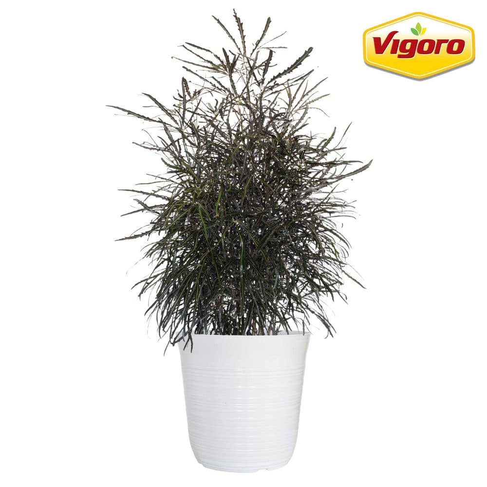 Vigoro 12 in. Vigoro False Aralia Elegantissima Plant in White Decor ...