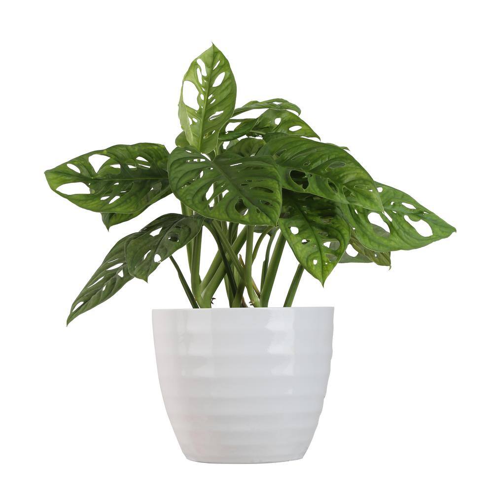 Costa Farms 6 in. Monstera Little Swiss Plant in Scheurich Pot 1 ...