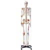 VEVOR Human Skeleton Model for Anatomy, 71.65 in. Life Size, Accurate ...