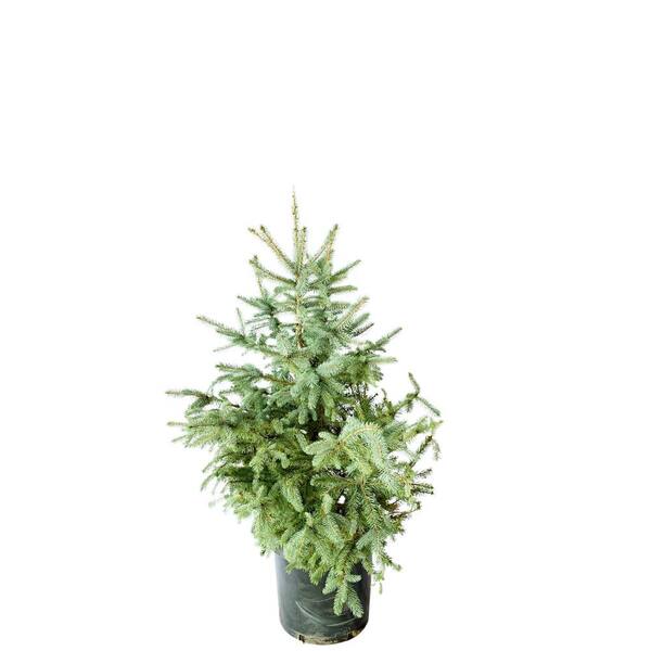 Spruce Colorado Blue #15 1000042028 - The Home Depot