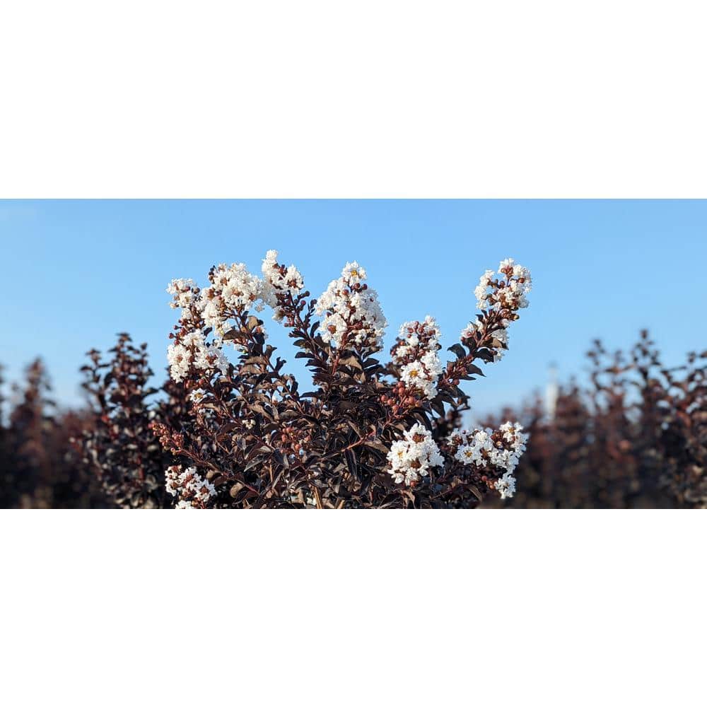 Buy 2 Gal. White Crystalline Crape Myrtle Tree at Ubuy Nepal