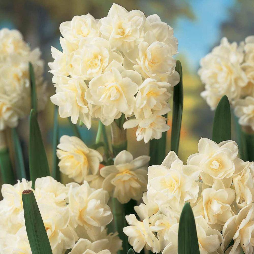 DIRECT GARDENING Summer Cheer Light Yellow Flowering Daffodil Dormant ...