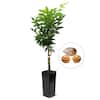 Elliot Pecan Tree PECELLBP - The Home Depot