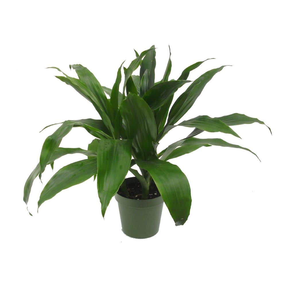 Janet Craig Compacta Dracaena Plant in 6 in. Pot 1004850461 - The Home ...