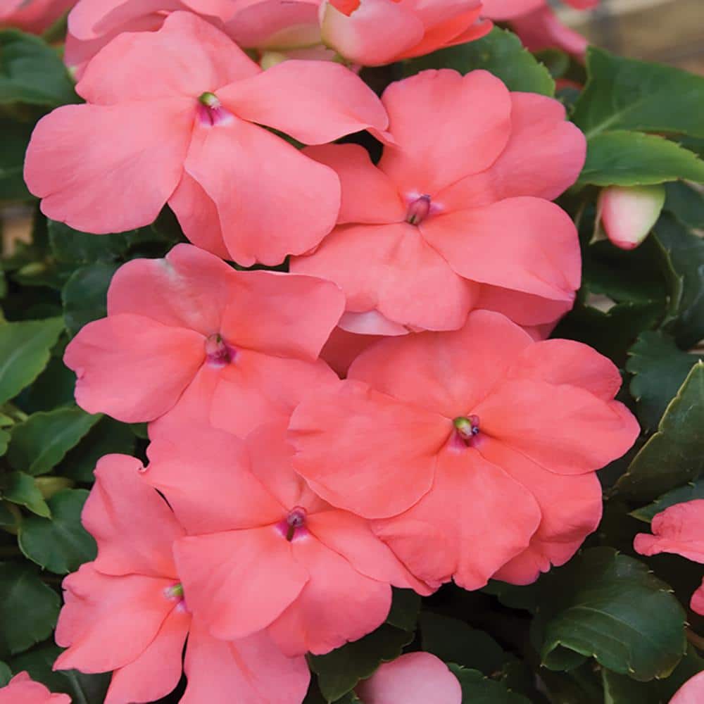 BEACON 4.5 In. Salmon Beacon Impatiens Outdoor Annual Plant with Salmon ...