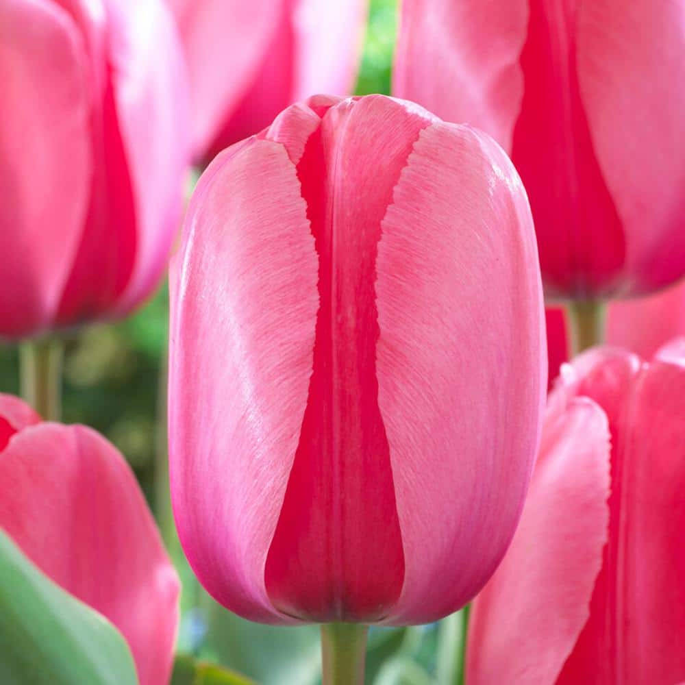 Garden State Bulb 12/+ cm, Pink Impression Darwin Hybrid Tulip Flower ...