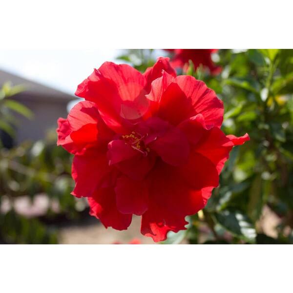 Wekiva Foliage Hibiscus Celia Double Red-Live Plant in a 3 gal. Growers ...