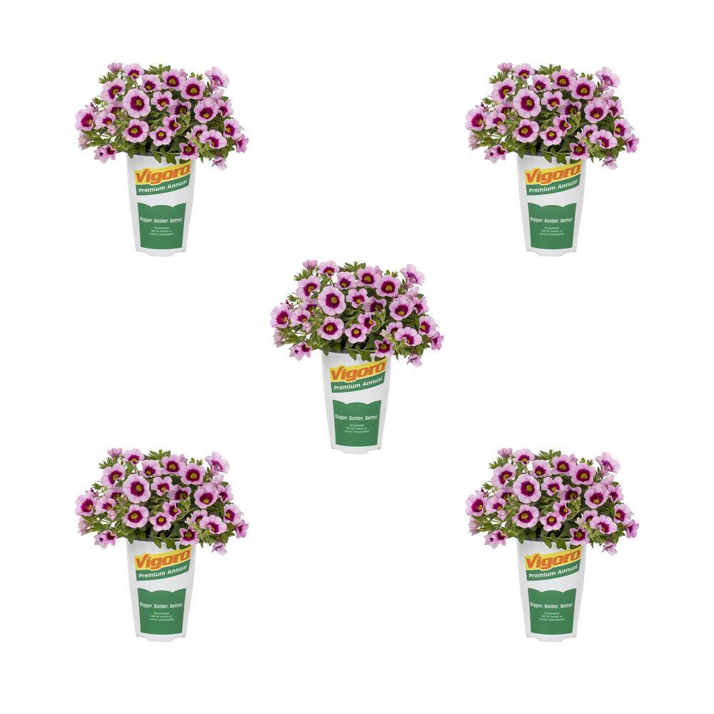 Vigoro 1.5 Pt. Calibrachoa Million Bells Aloha Nani Appleblossom Pink ...