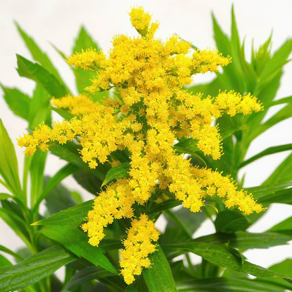 national PLANT NETWORK 3.25 in. Goldenrod Spark Plug Perennial Plant ...