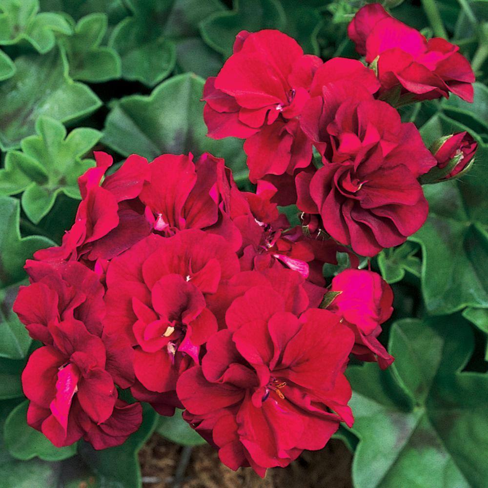 ALTMAN PLANTS 1 qt. Burgundy Red Geranium Plant 1005184693 - The Home Depot