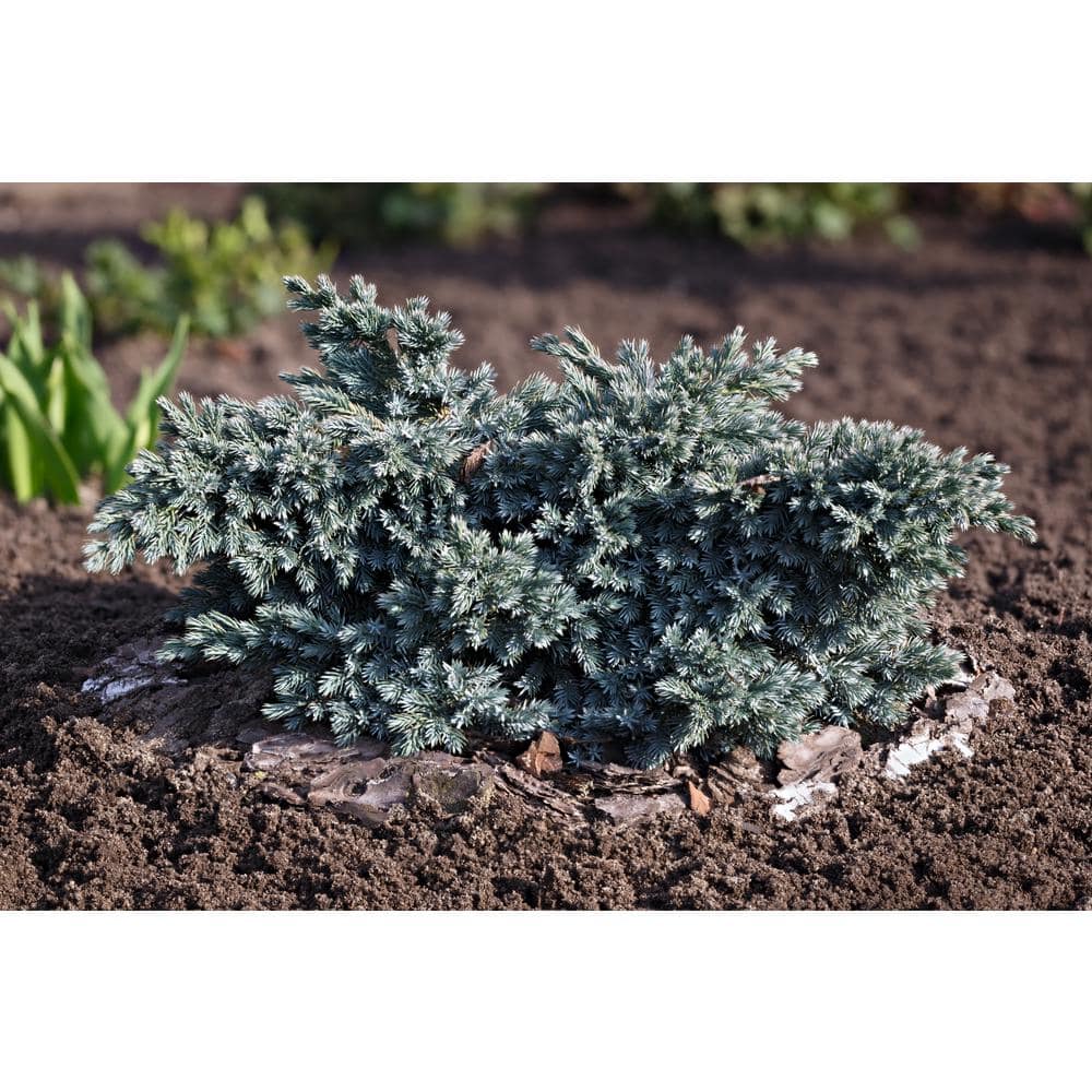 Blue Star Juniper Ground Cover