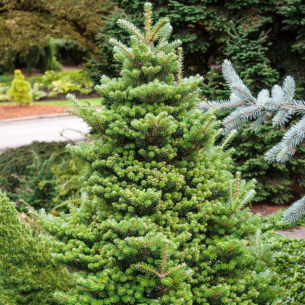 Spring Hill Nurseries 3 Gal. Pot Santa Fe Fir, Potted Evergreen Shrub ...