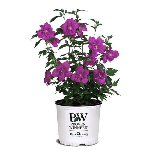 Proven Winners 2 Gal Magenta Chiffon Hibiscus Shrub With Magenta