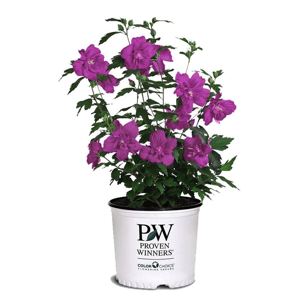 PROVEN WINNERS 2 Gal. Hibiscus Althea Magenta Chiffon Plant with ...