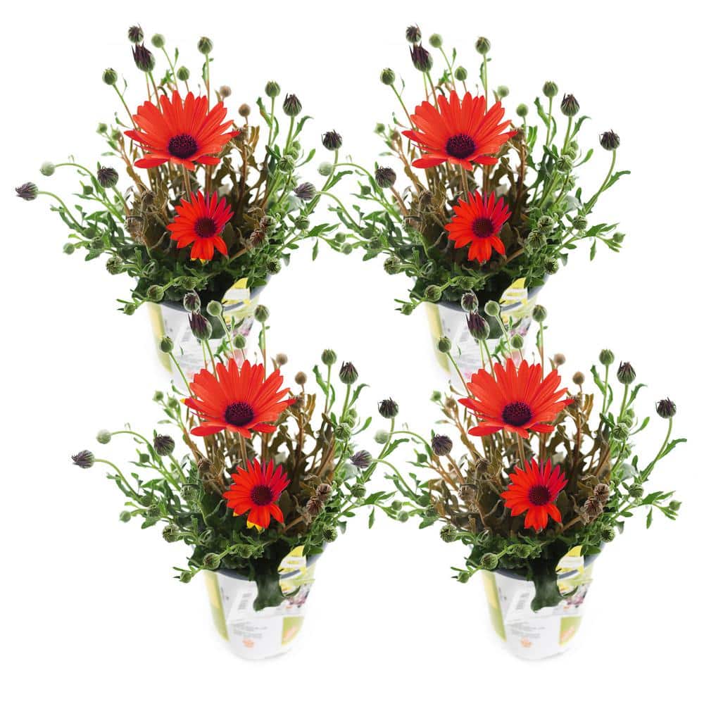 Plants by Post 1 Qt. Red African Daisies Plant (4-Pack) 748179052856 ...