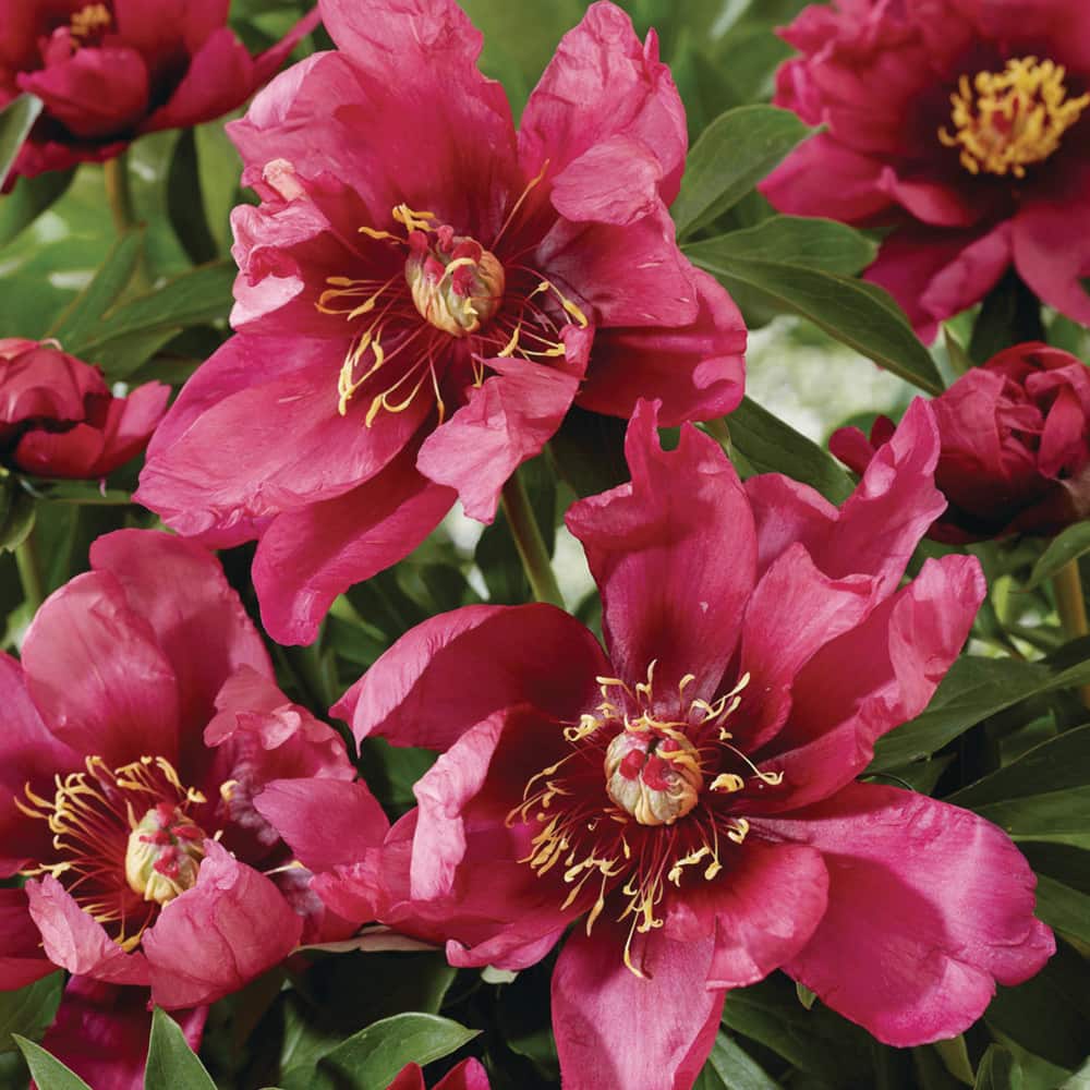 VAN ZYVERDEN Itoh Peony Pink Ardour Set of 1 Root 84544 - The Home Depot