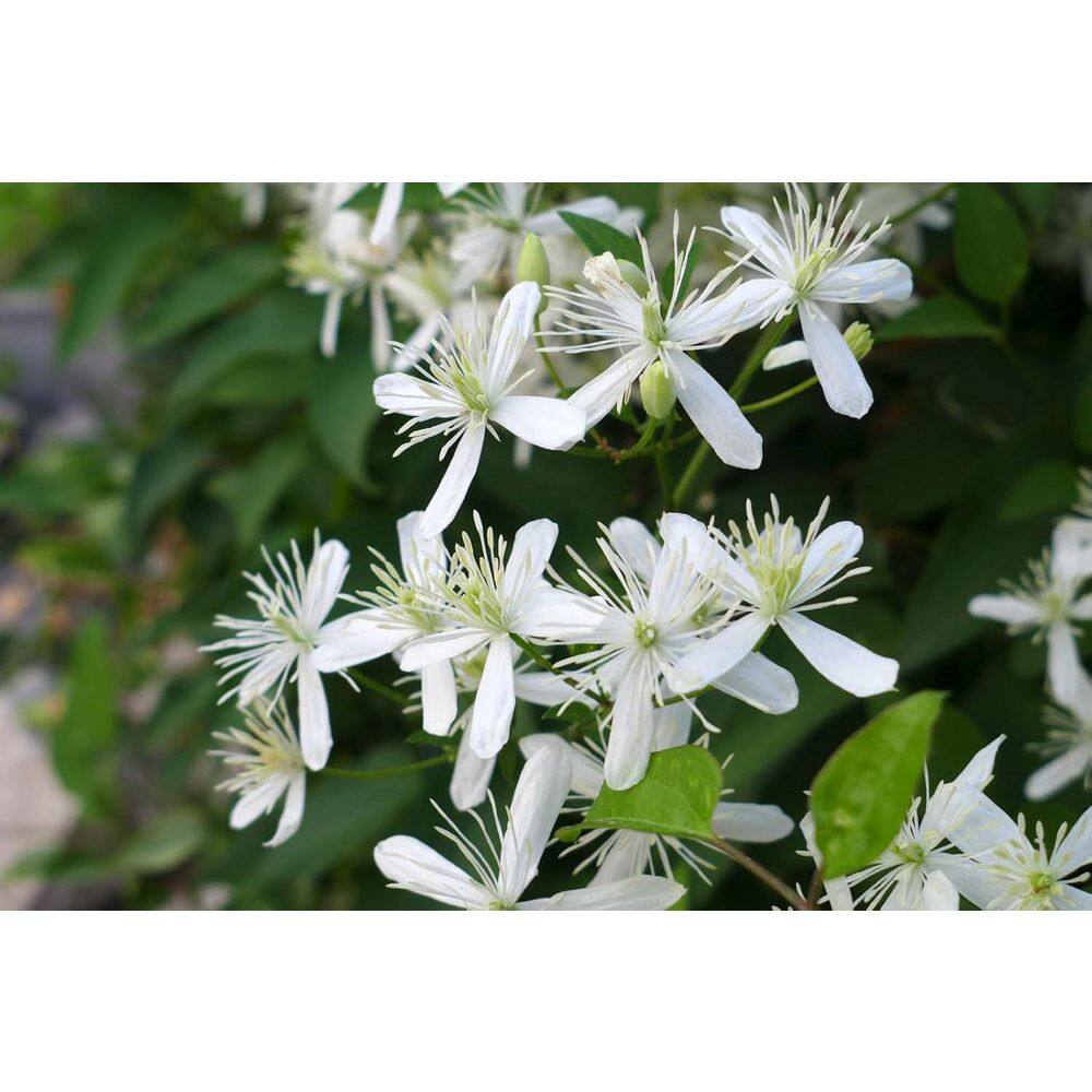 Wekiva Foliage Clematis Sweet Autumn Paniculata-Live Plant in a 3.5 in ...