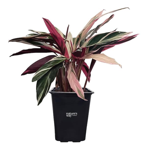 NATURE'S WAY FARMS 6 in. Sweet Chico Peace Lily Indoor Tropical ...