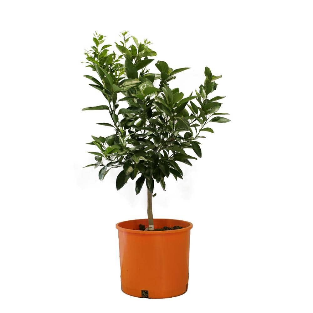 Alder & Oak #3 Container Owari Mandarin Semi-Dwarf Evergreen Tree ...