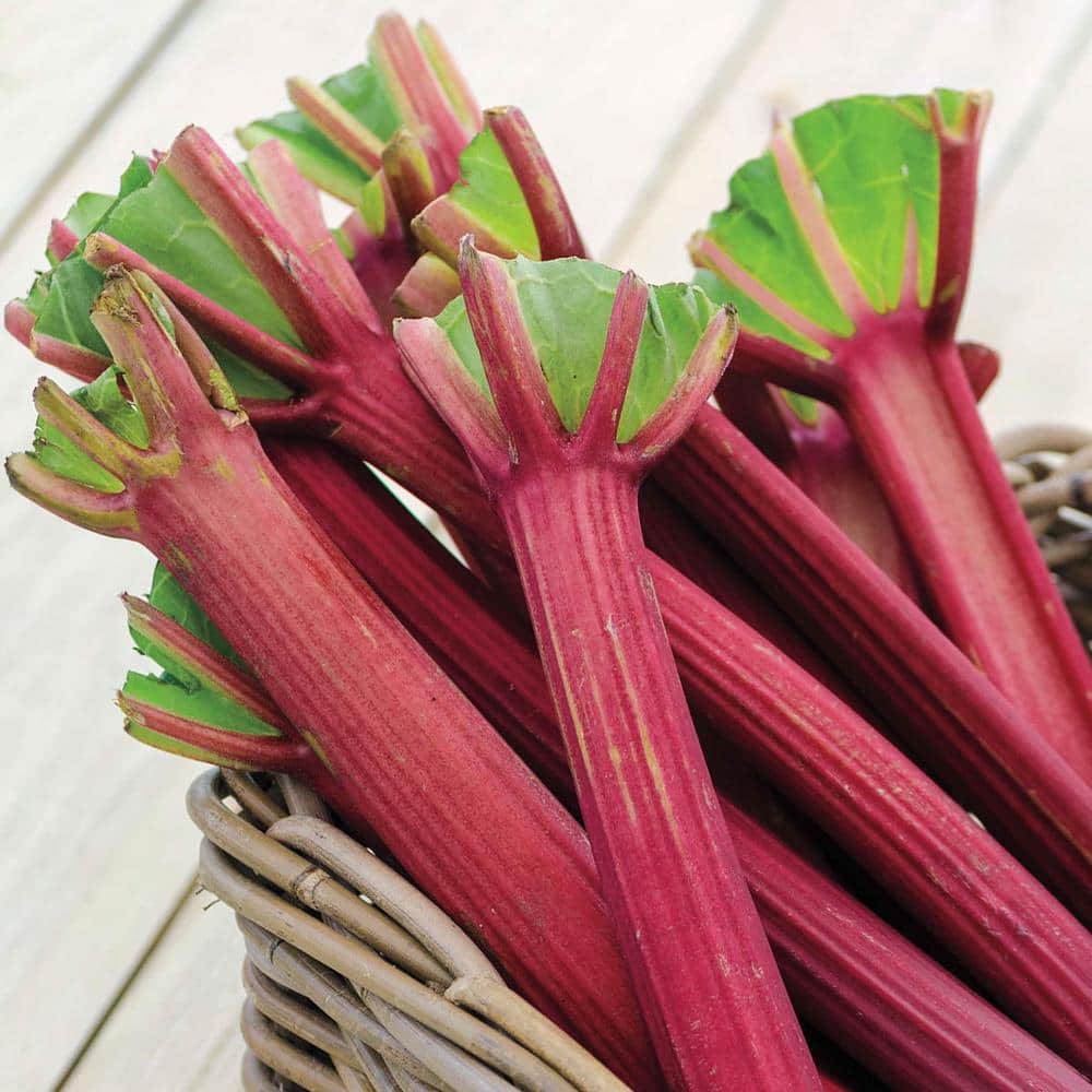 Reviews for DIRECT GARDENING Chipman's Canada Red Rhubarb Dormant ...