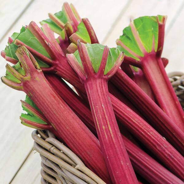 Reviews for DIRECT GARDENING Chipman's Canada Red Rhubarb Dormant ...