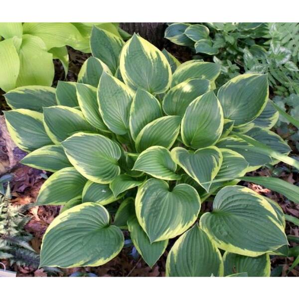 BELL NURSERY 3 Gal. Aureomarginata Hosta Live Perennial Plant (2-Pack ...